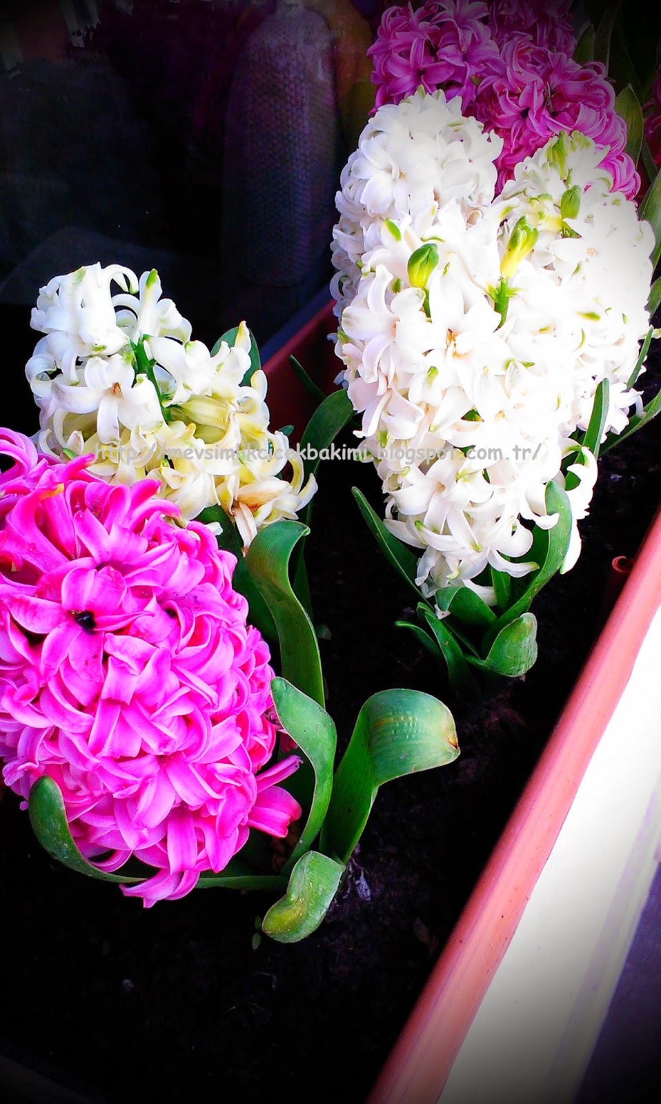 SÜMBÜL (Hyacinthus) BAKIMI | Çiçek Bakımı, Çiçek Çeşitleri, Çiçek ...