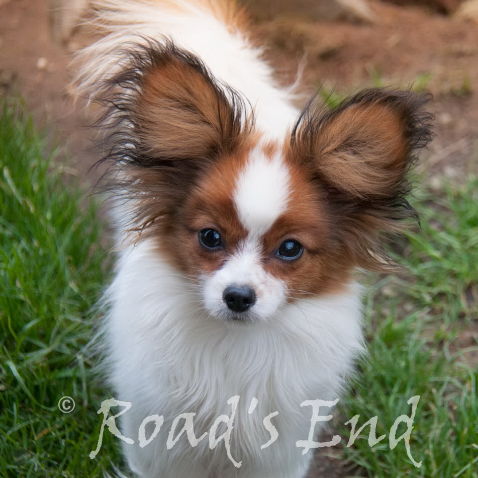 Road's End Papillons : Seven Months Old Papillons