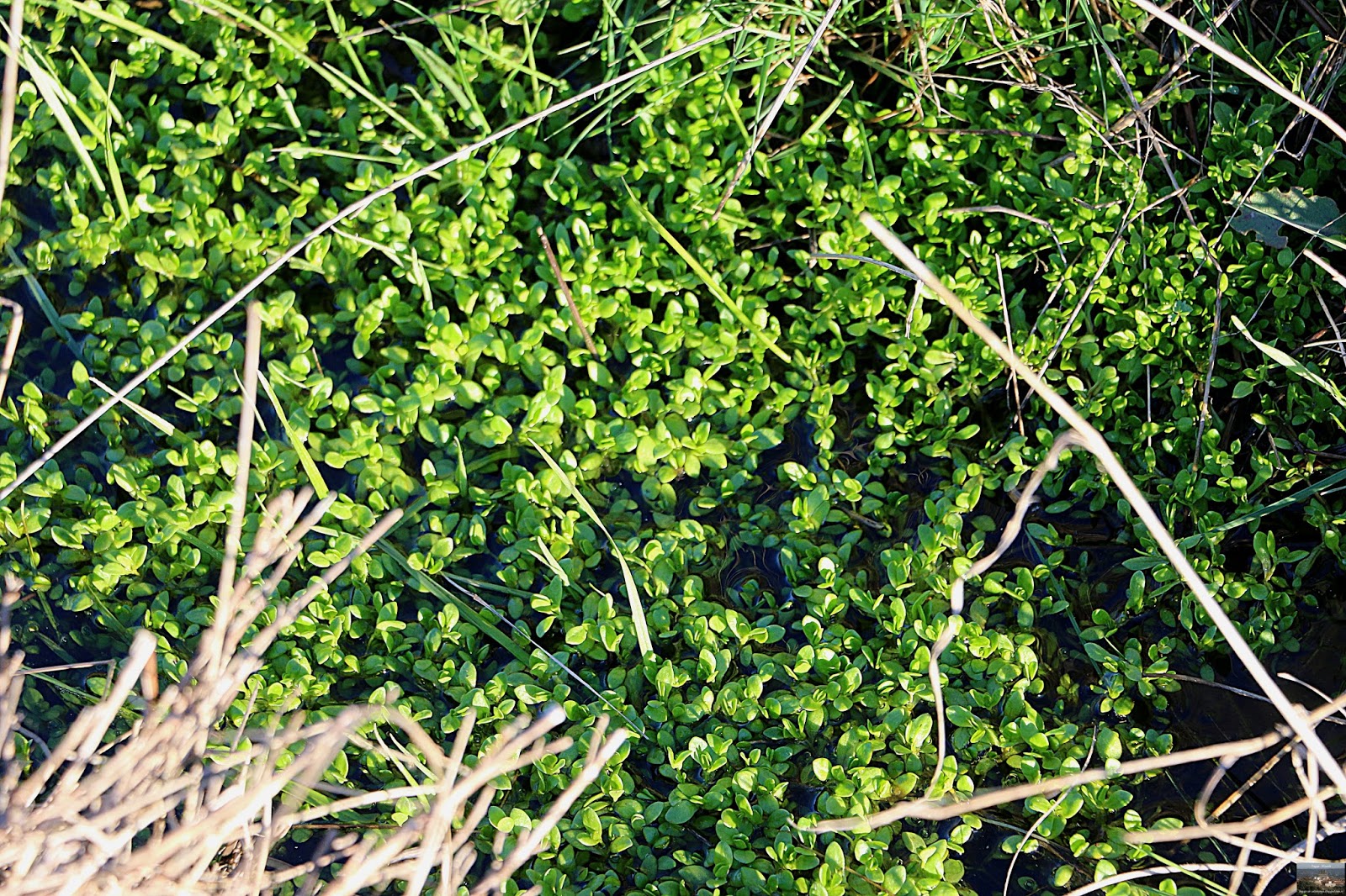 BOGAJO Salamanca: La maruja planta y ensalada típica en esta época en ...