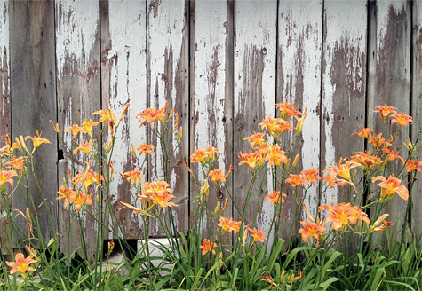 LSquared Imaging: Flowers, Old Barn