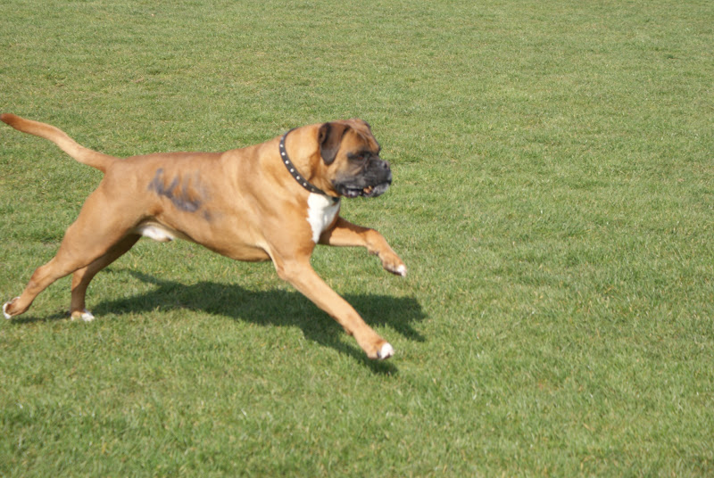 Patrick Photography GCSE: Experiment-Movement in Dogs