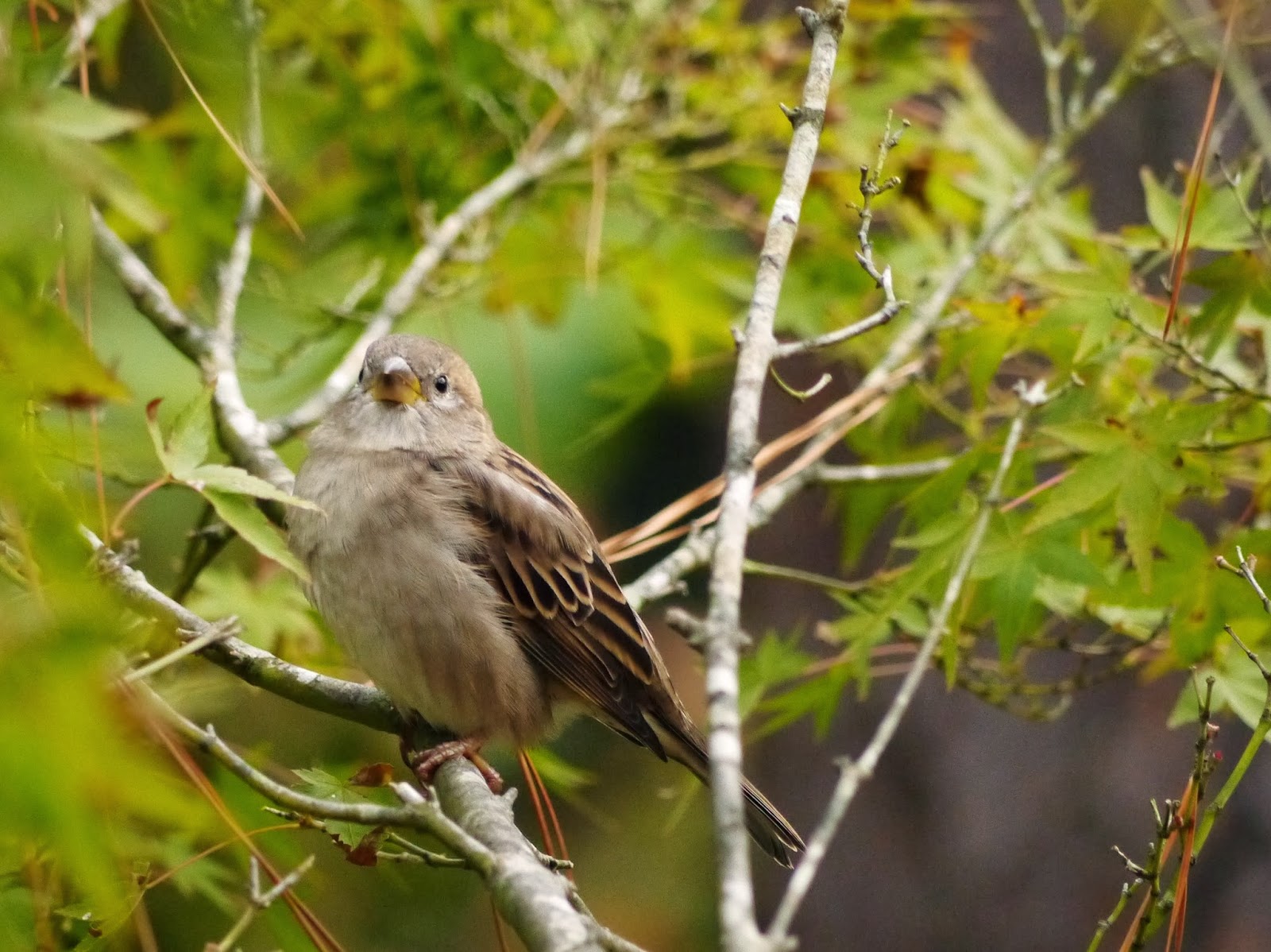gardens@duke: Birding at the Blomquist Bird Viewing Shelter: a Nine ...