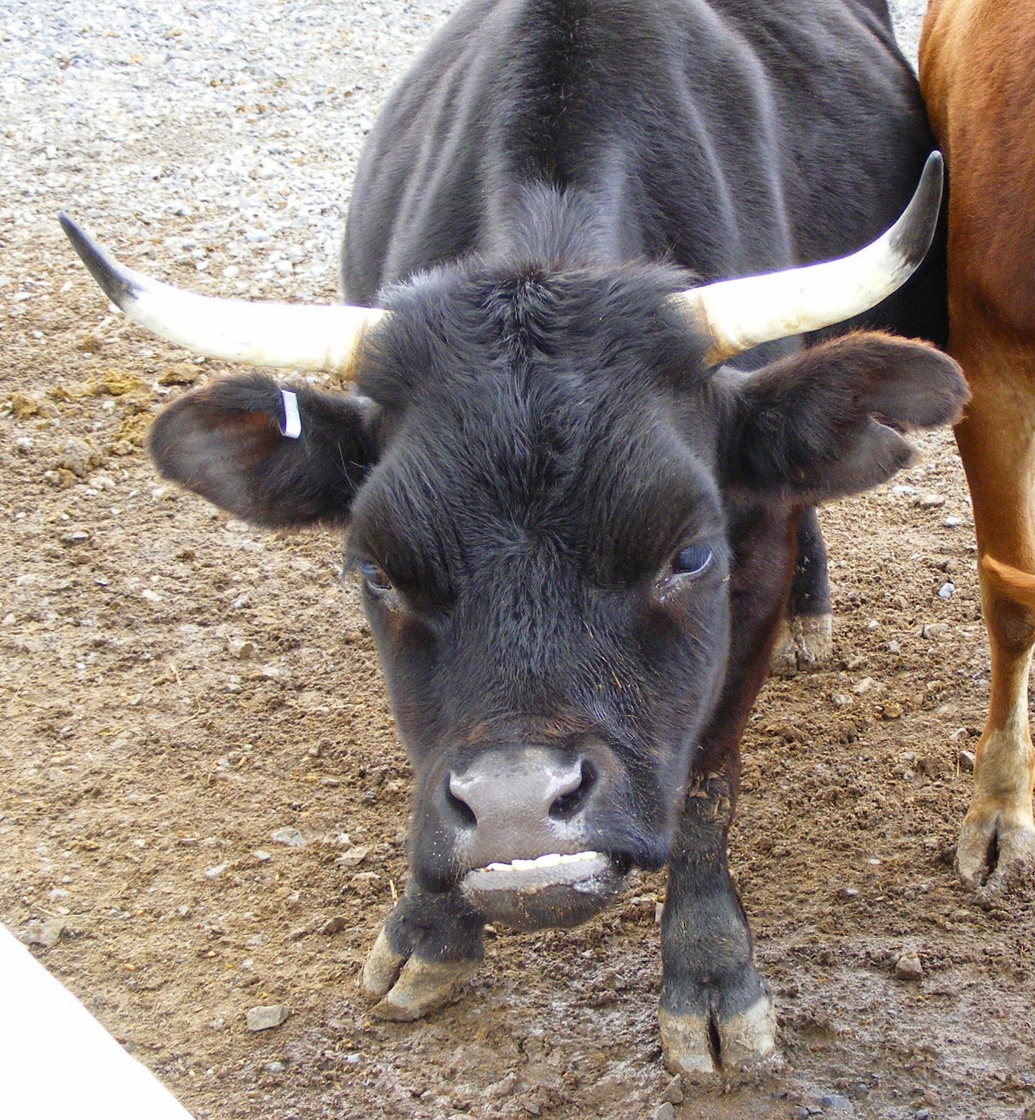 Ten kids and a Dog: A Trip to The Wild Animal Experience