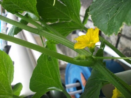 Blue garden: Bunga Melon