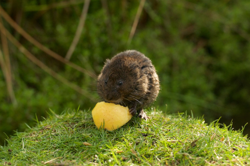 British Wildlife Centre ~ Keeper's Blog: Black Water Voles and Black Rats