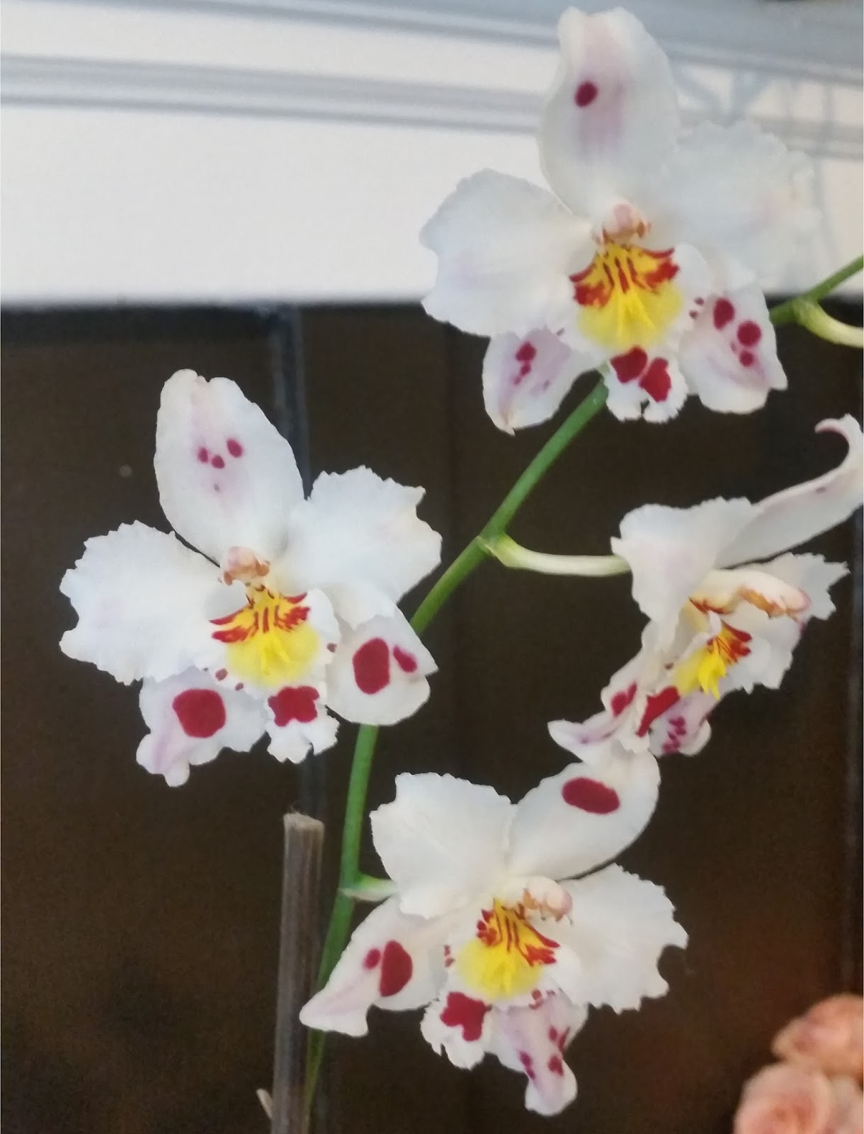 Newport Harbor Expo: Orchid Haul
