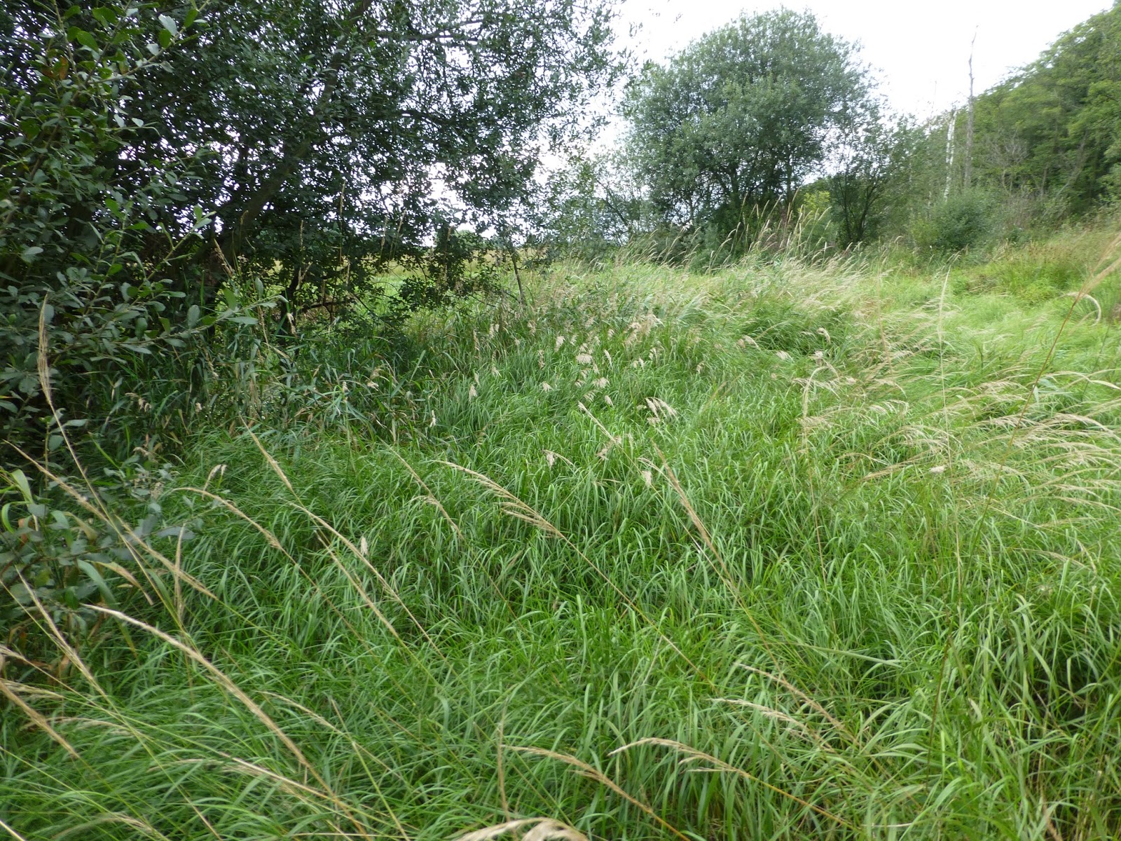 The Rainforest Fund Project: Calamagrostis canescens - Purple Small-reed