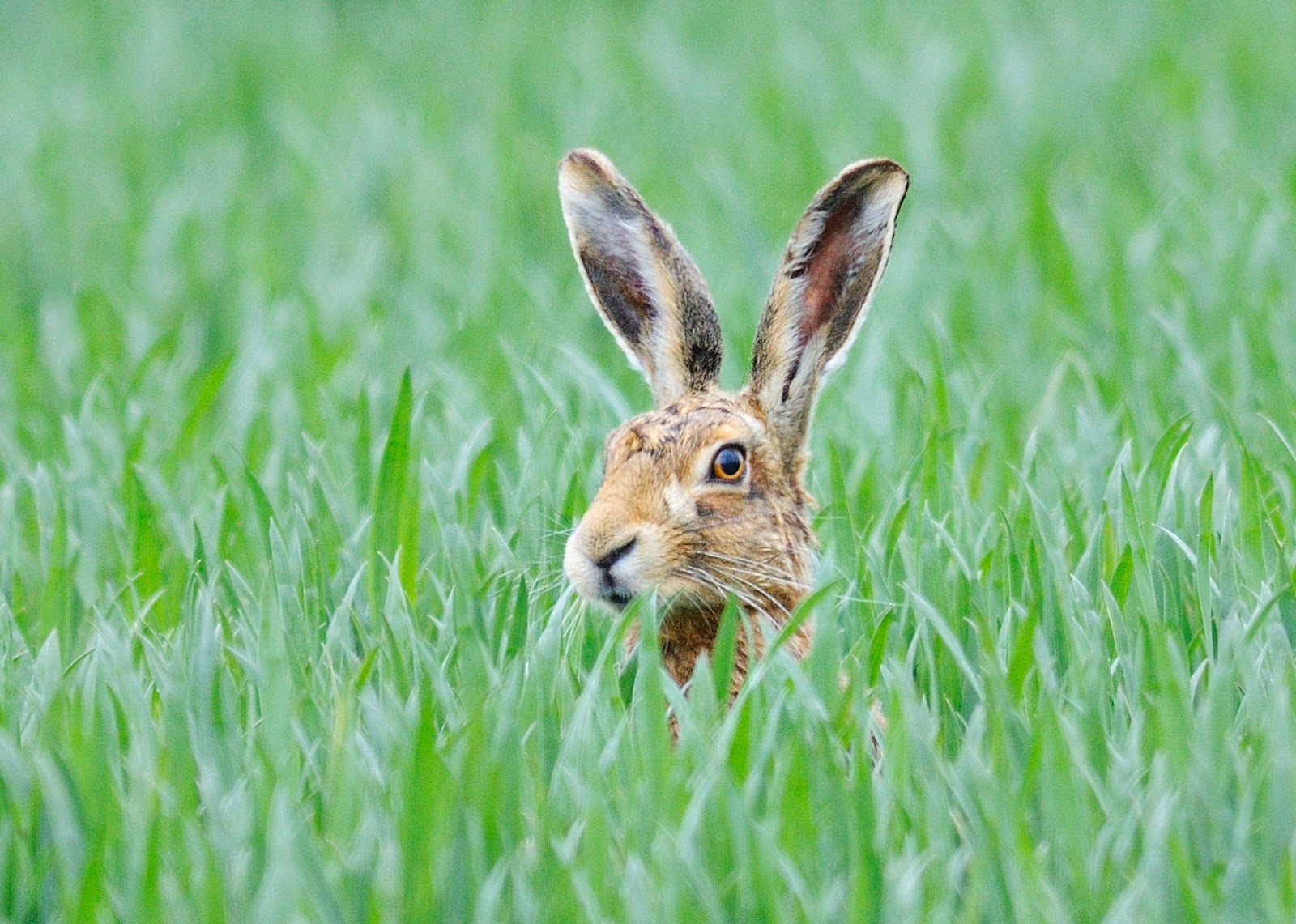 My Wild Life : Tom Hines: May 2012