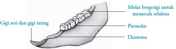 Belajar Matematika Simpel: Pintar Pelajaran Sistem Pencernaan Makanan ...
