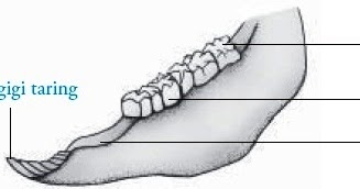 Gambar Sistem Pencernaan Makanan Pada Hewan Ruminansia - Gambar Hewan