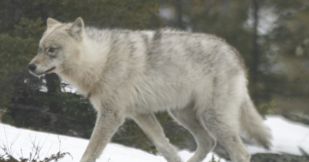 Abe's Animals: Great plains wolf