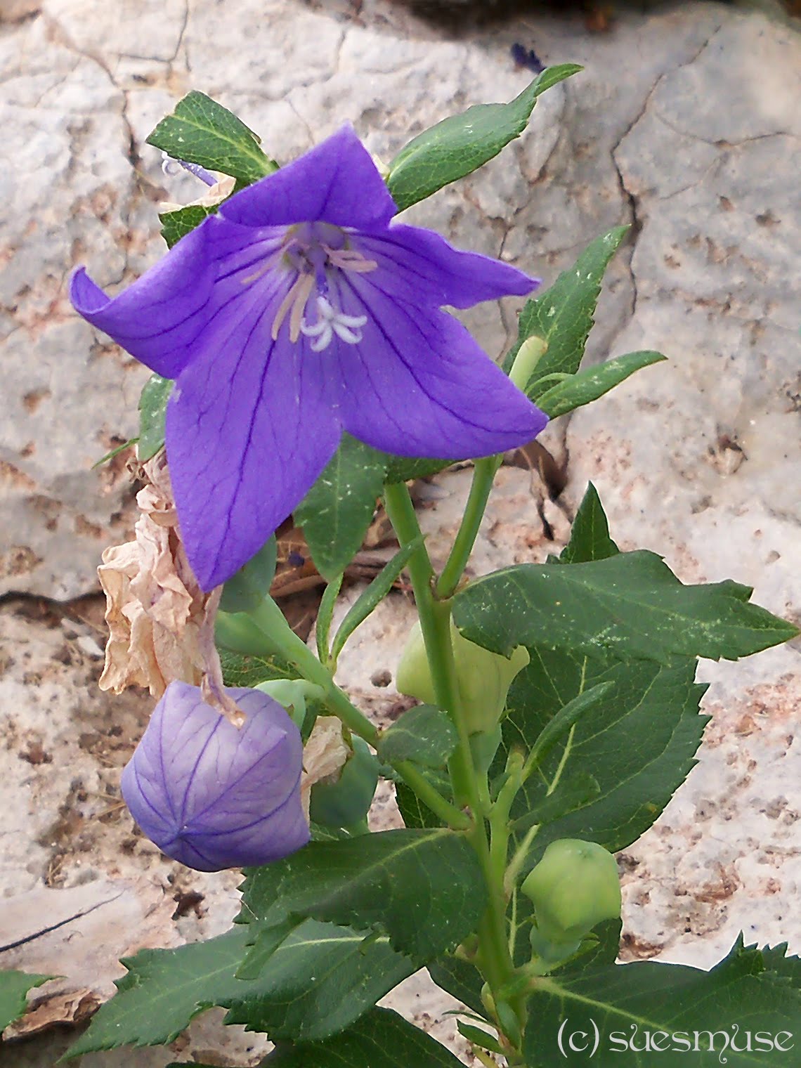 MY LIVING LENS: BALLOON FLOWER