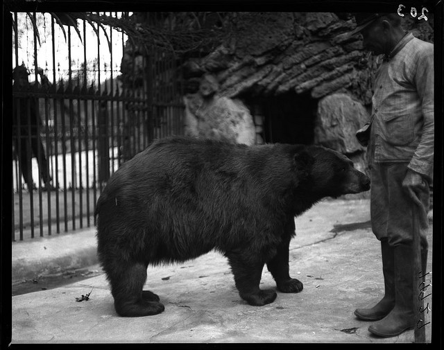 Zookeeper Feeding Bears at Lincoln Park Zoo in Chicago, 1900 ~ Vintage ...