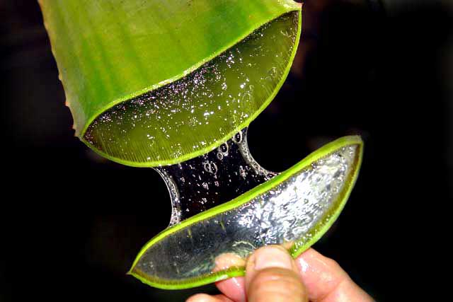 Manualidades, belleza, ecología y más.: Los beneficios del Aloe vera o ...