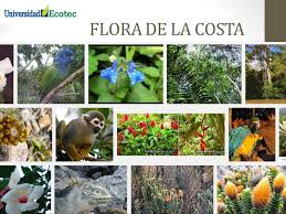 Flora de la Costa