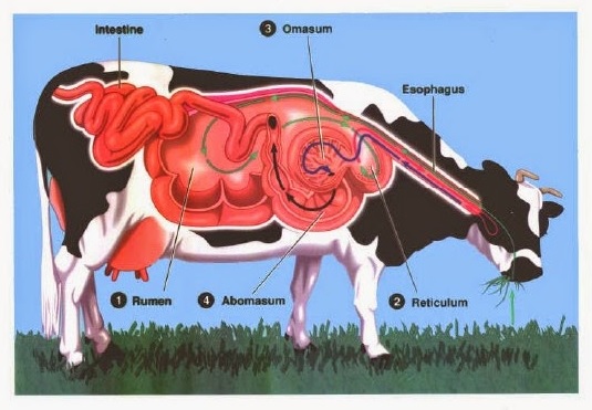 BIOLOGI GONZAGA: PENCERNAAN KIMIAWI MANUSIA