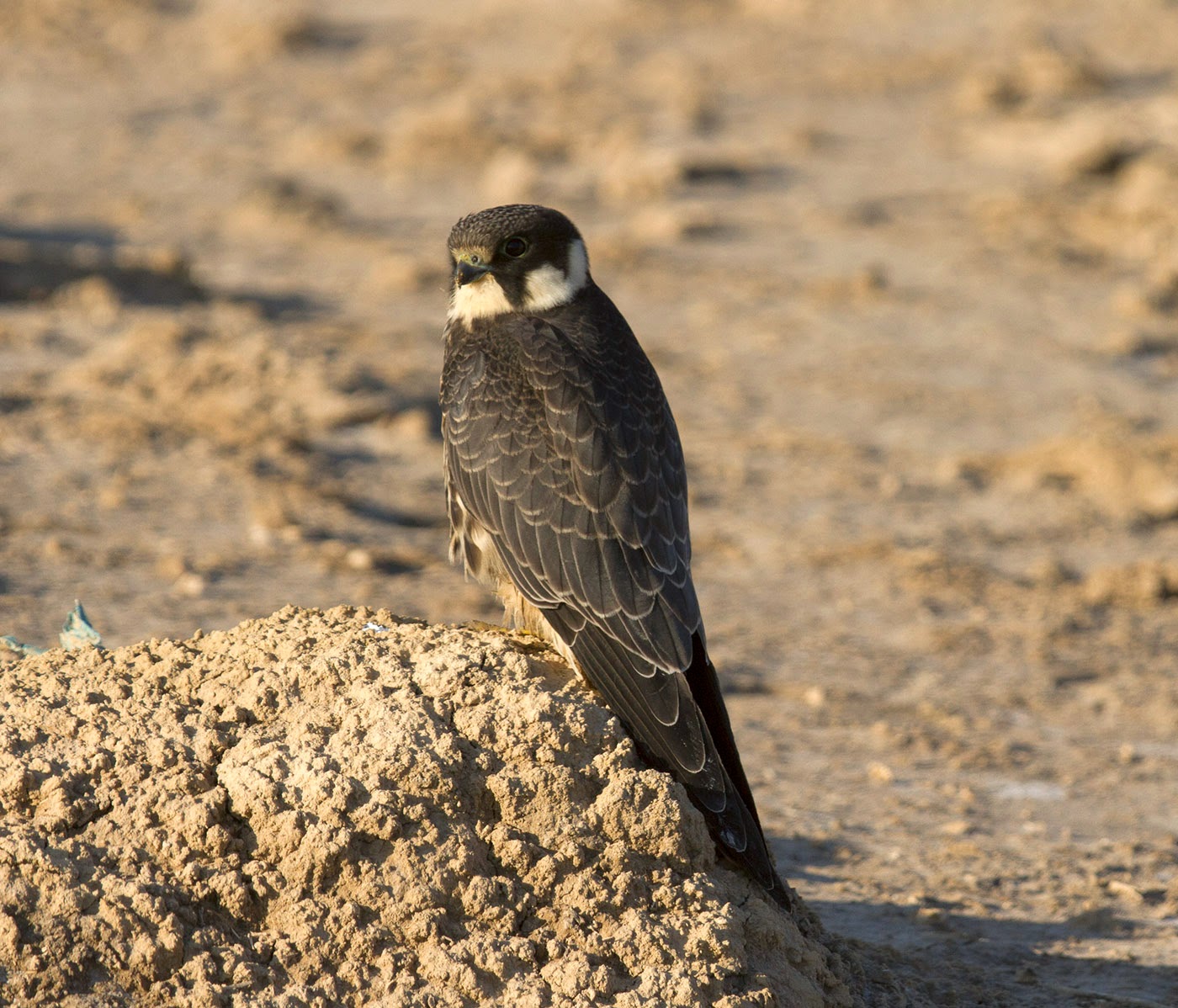 Birdwatching in Greece: Bird Trip September 17-19th: Day 2 - Mesolongi ...