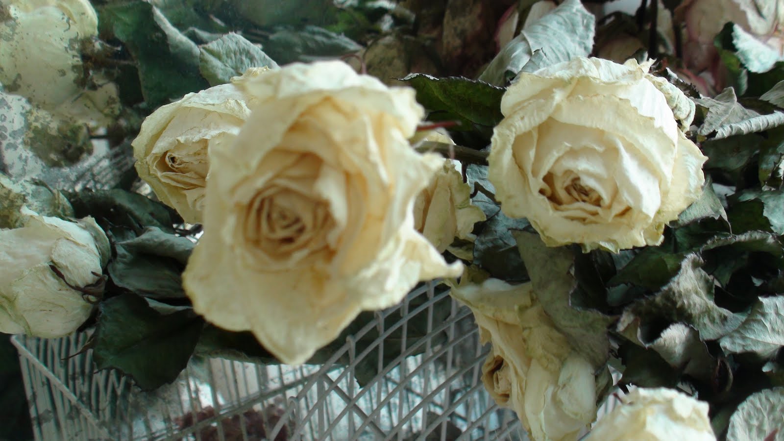 Almay's home: Ik geef je een roosje mijn roosje....