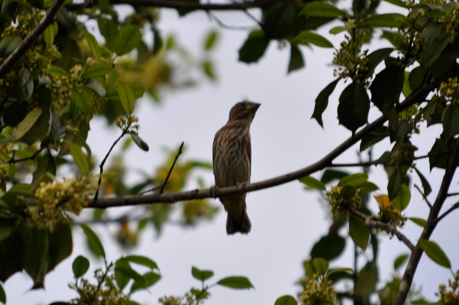 Superoceras: Backyard Ornithology: House finch breeding Superoceras: Backyard Ornithology: House finch breeding