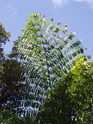 Всё о бегониях и не только...: Кариота / Пальма "Рыбий хвост" (Caryota)