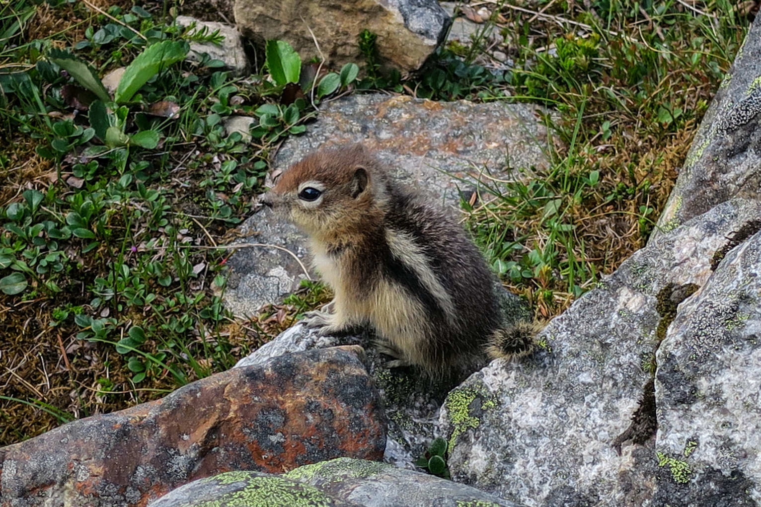 A Map and a Mustang: Marvelous marmots
