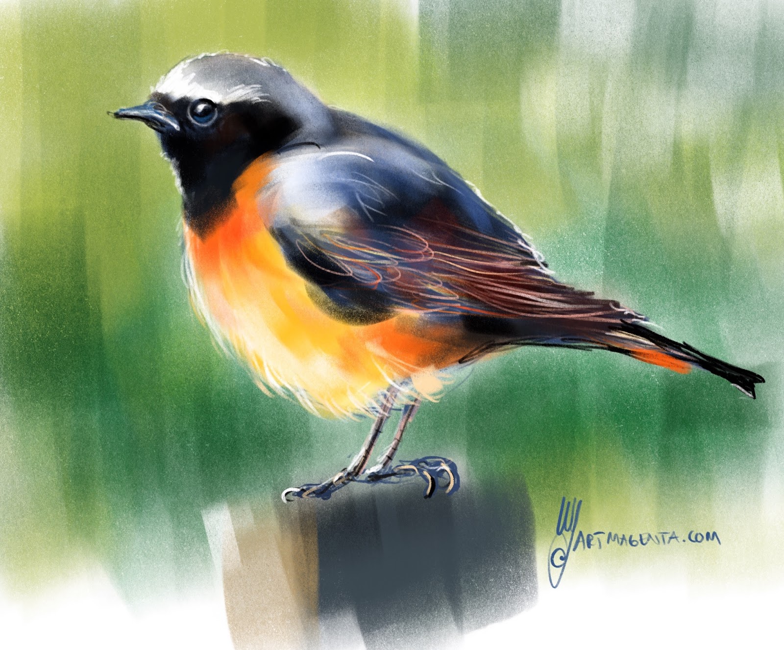 Birds: Common Redstart