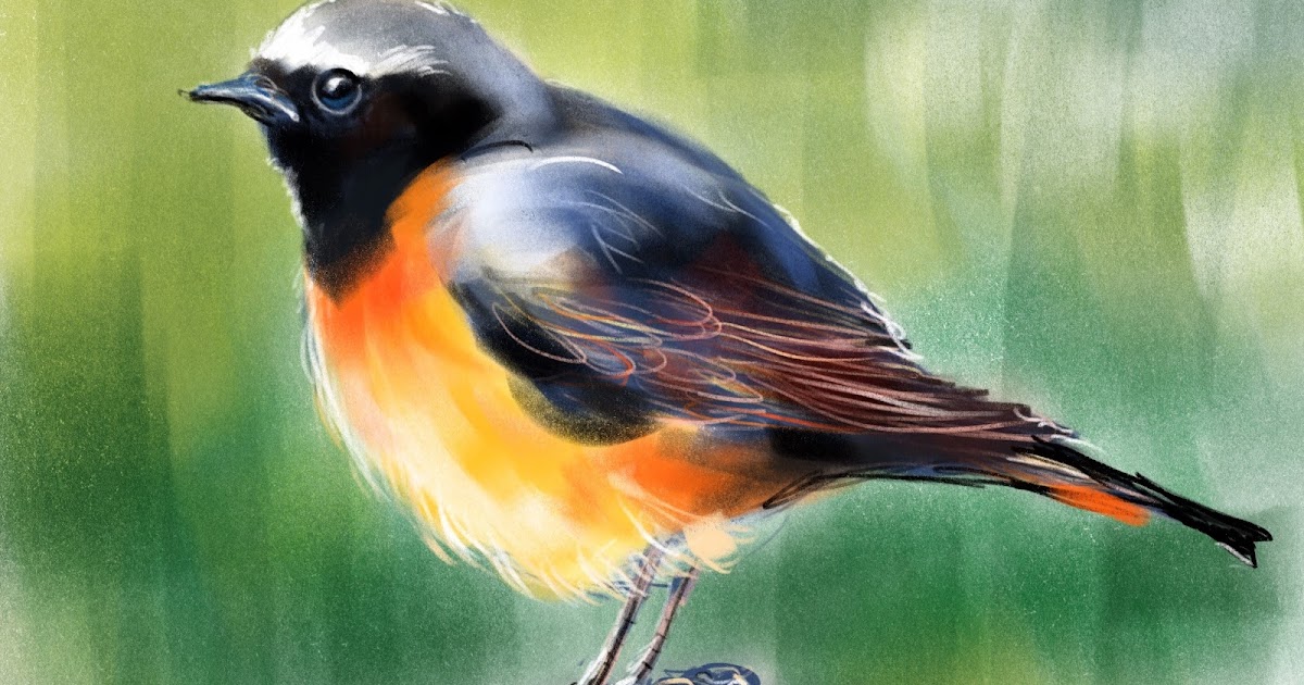 Birds: Common Redstart