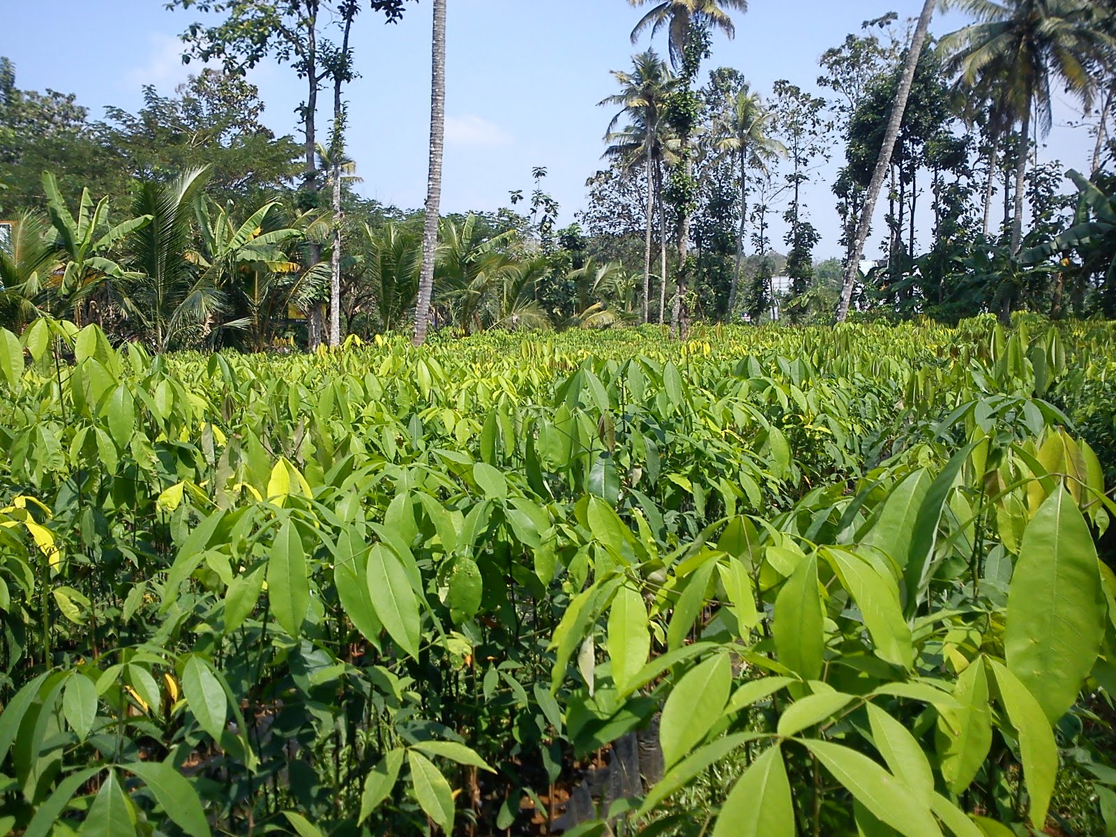 MANAKUZHIYIL RUBBER NURSERY