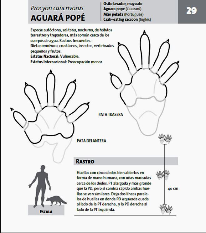 Aguará Popé "Osito lavador"