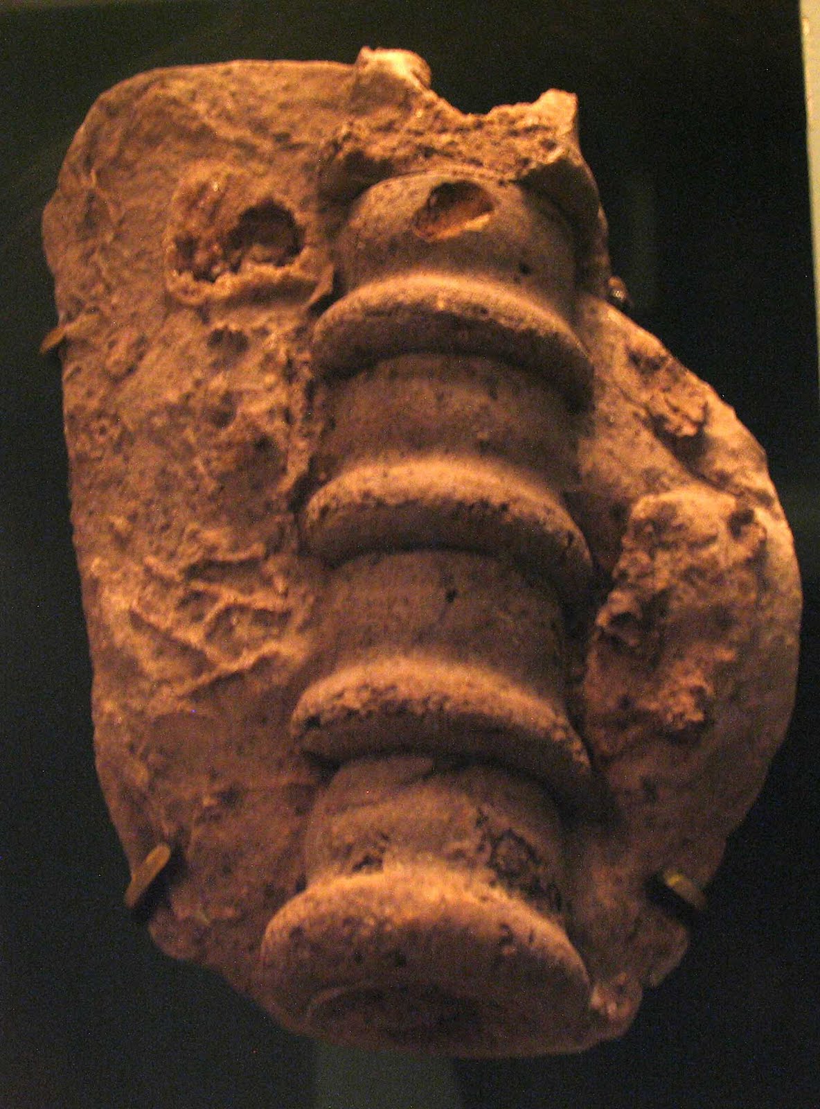 Louisville Fossils and Beyond: Huronia Silurian Cephalopod Iowa