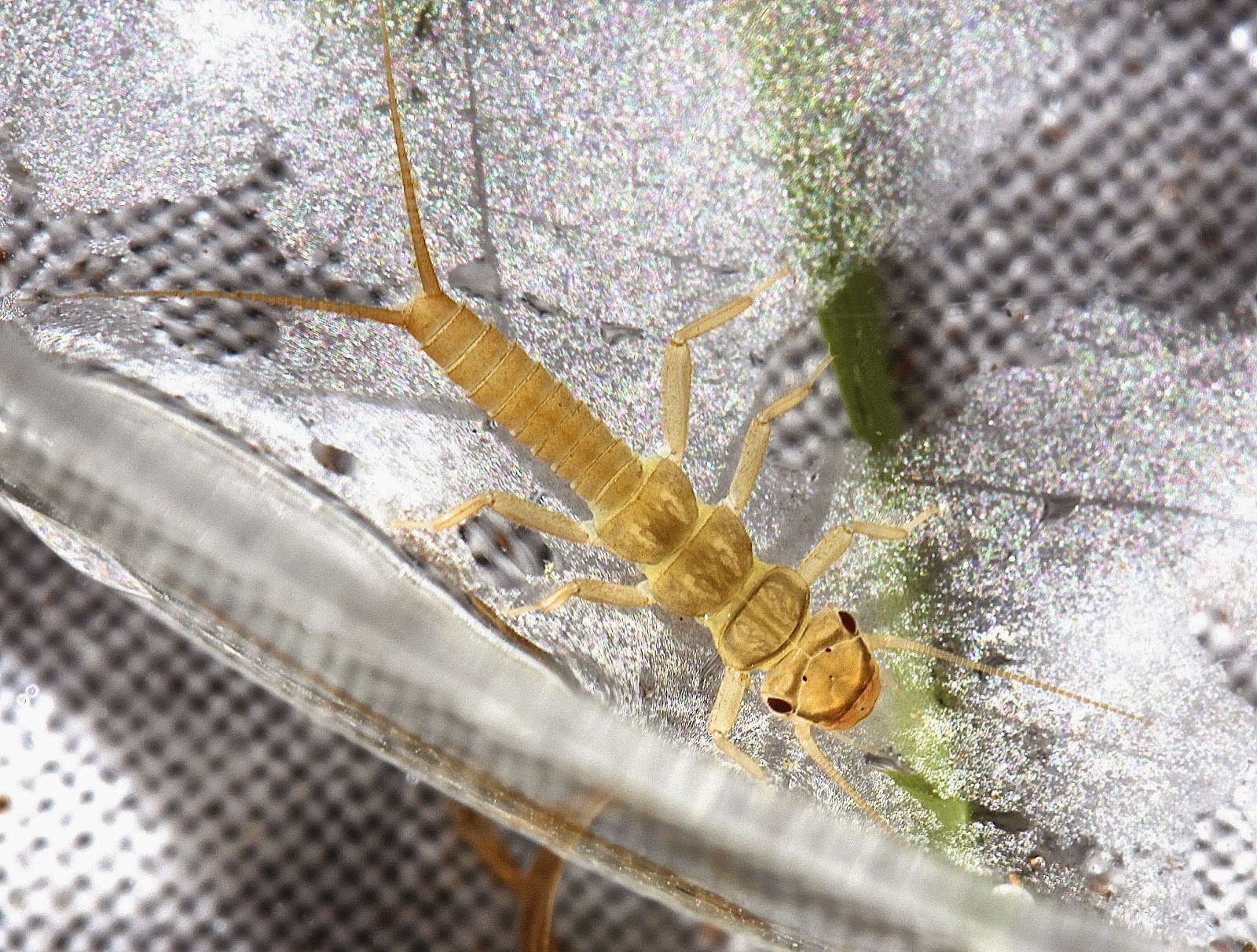Aquatic Insects of Central Virginia: Apataniids, Goerids, Uenoids and ...