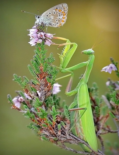 chippep: MORE MARVELOUS ANIMAL PHOTOS