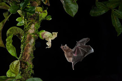 Rodrigues via Mauritius: Bats matter...!