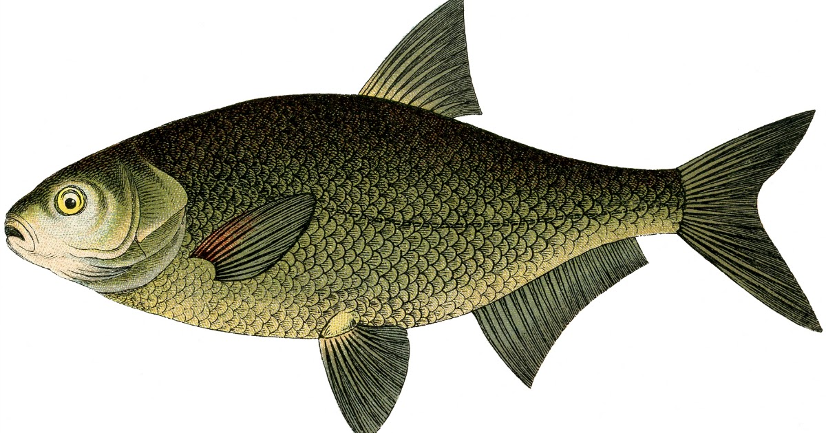 Balıqroman ~ Məcid Həsənli