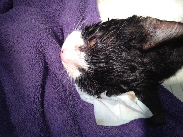 Veterinary Internship: Day 8: Ruptured Cyst, Kitten Caring, Lump ...