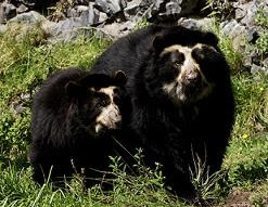 Variety of Life: Ursidae