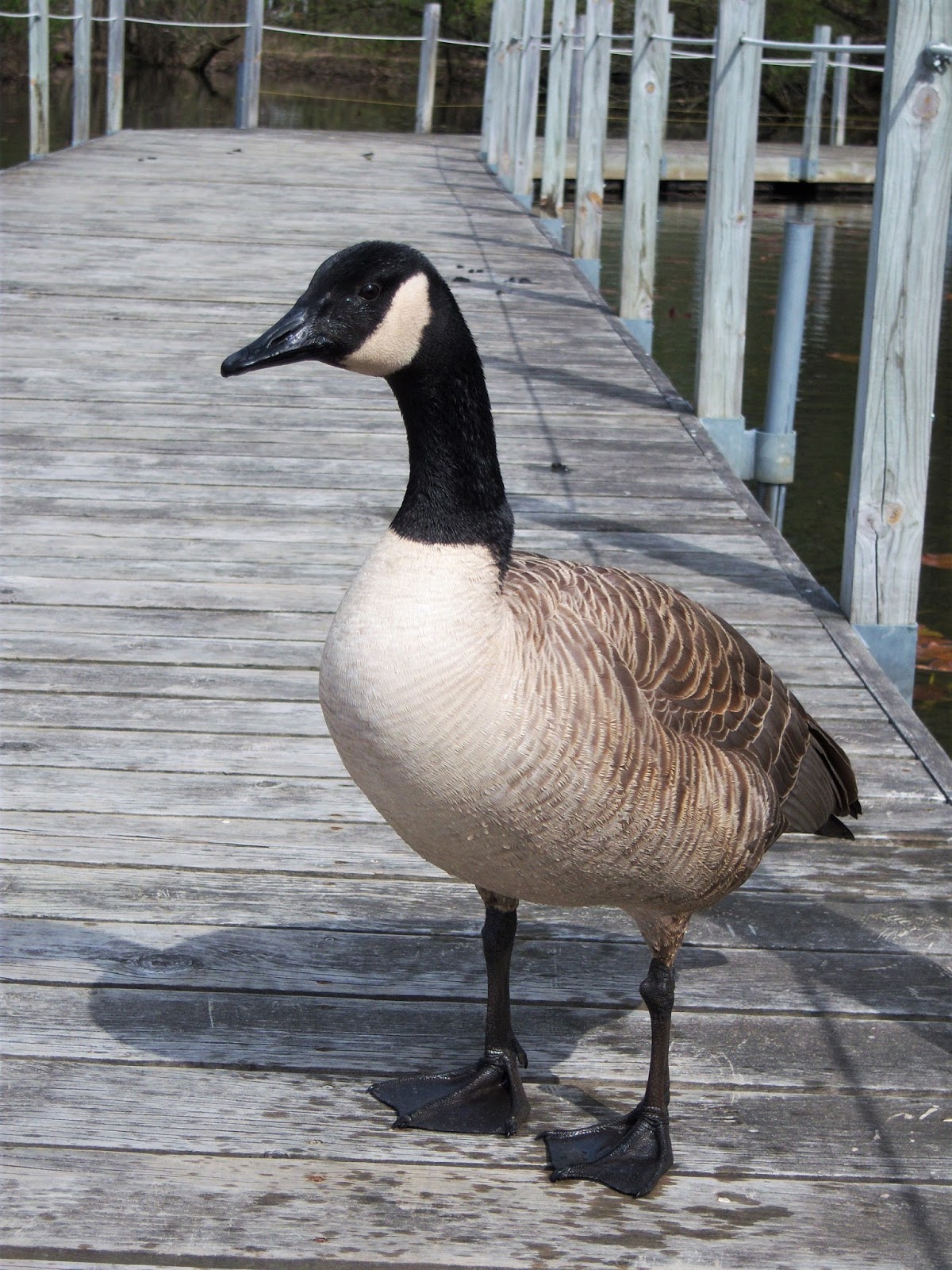 I am CuTRis: What's Good for the Goose...