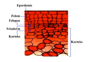 FIRST THINGS FIRST: JARINGAN DEWASA TUMBUHAN