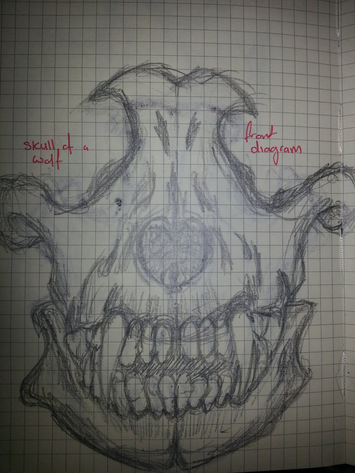 Alex Dawes Illustration: The Anatomy of a Wolf (Bone Structure) Part Two
