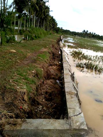 Tanggul Sungai Di Jebol Banjir, Sawah Warga Tenggelam - Berita Banda Baro