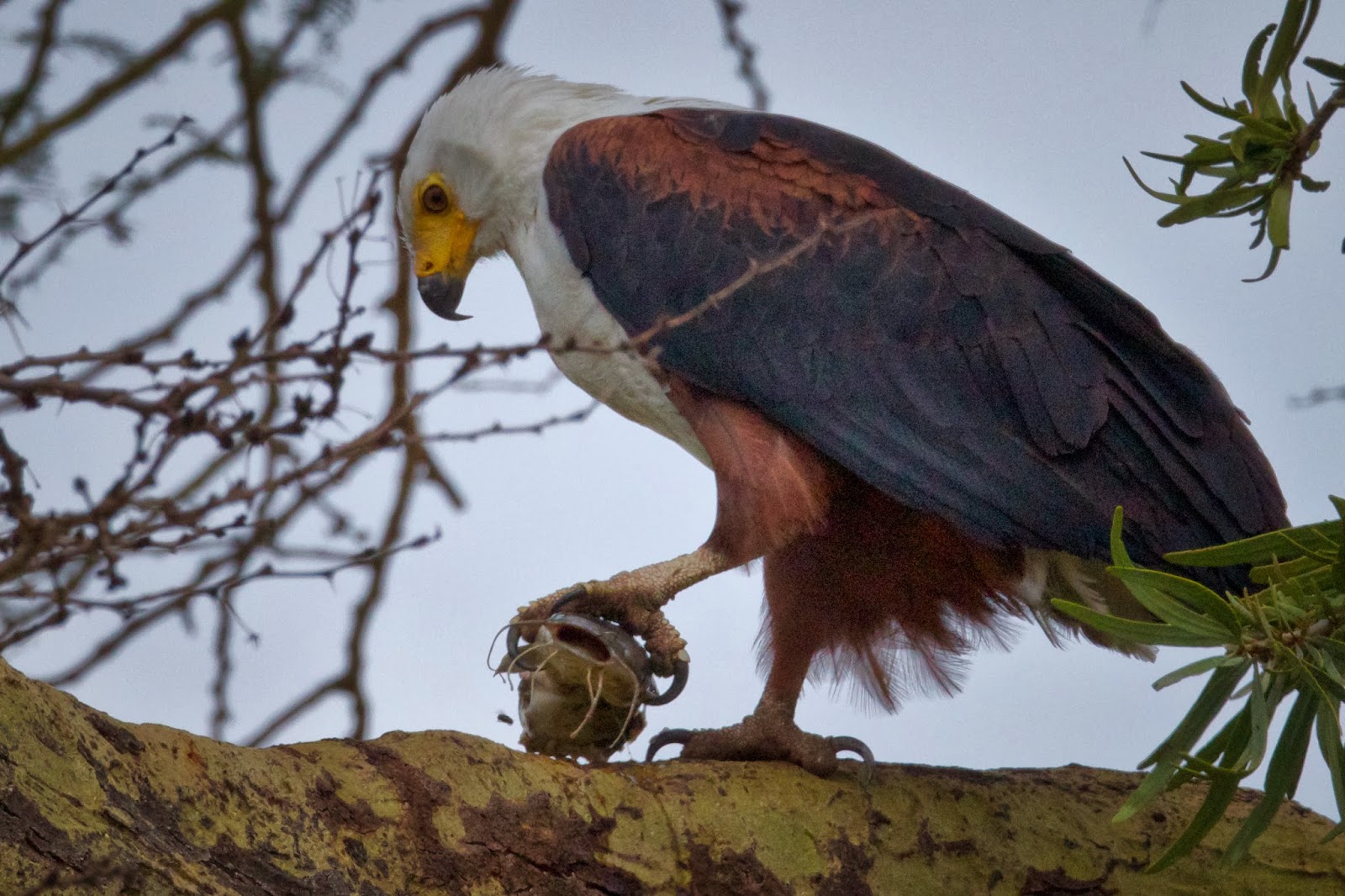 Feather Tailed Stories: African Fish Eagle (Africa Series)