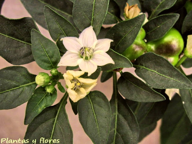 Plantas y flores: Capsicum annuum