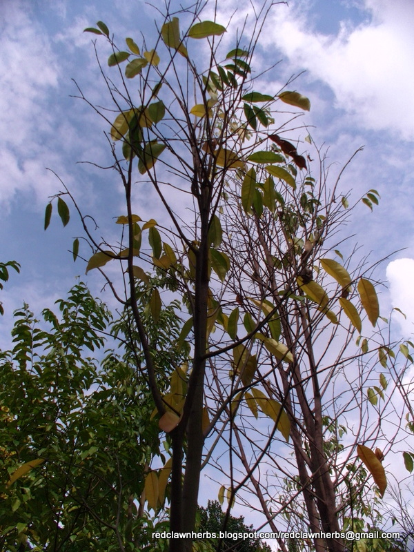 REDCLAW- KESAN JANGKITAN KULAT PADA POKOK | REDCLAW AQUA AND HERBS ENT.