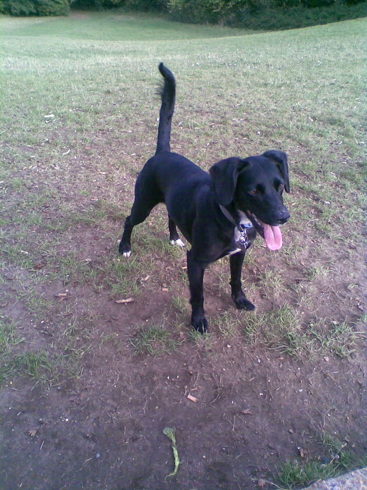 Secret Quaker: Quaker dog-training. How good are we?