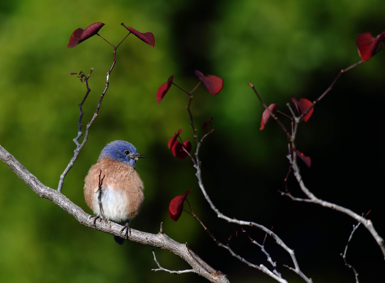 Photogenic Western Bluebirds at Buddy Todd Park - Greg in San Diego