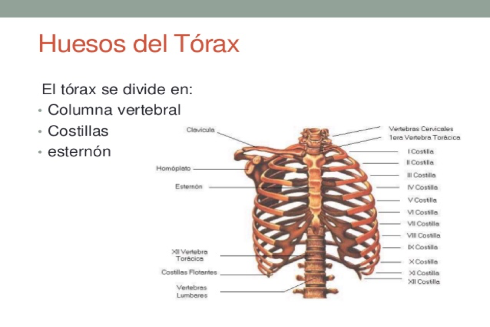 practico 3: Osteología Vertebral