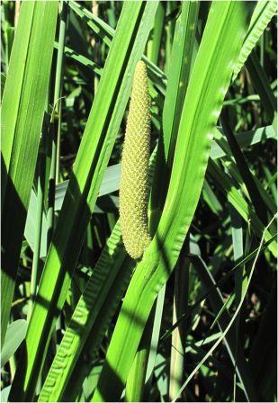 traitements bios: les bienfaits de l'acore vrai...