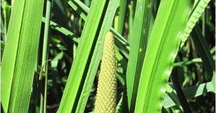 traitements bios: les bienfaits de l'acore vrai...