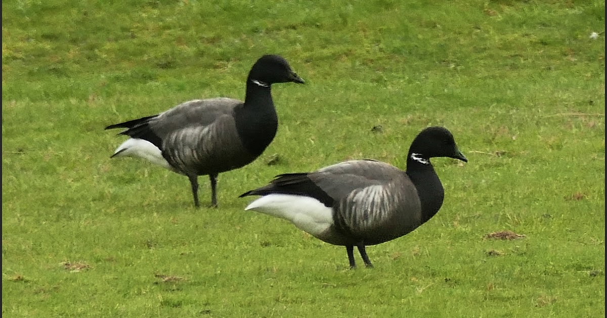 AVON BIRDS: Exe Estuary
