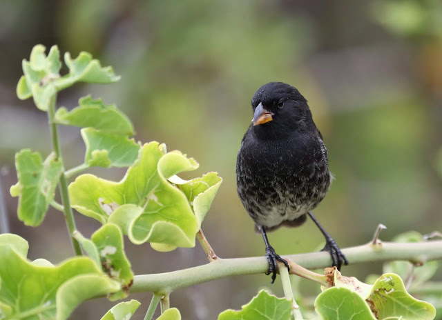 Instantes alados Perú y Ecuador 2018: pinzón mediano de árbol